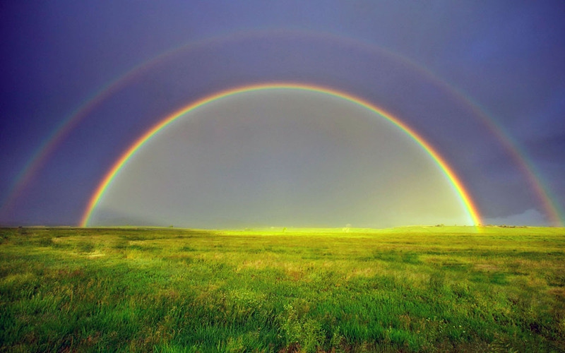 40 Pictures of Amazing Symmetry in Nature - EnkiVillage