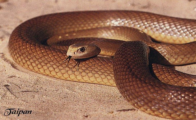 Top 10 Most Venomous Snakes According to Their LD50 - EnkiVillage