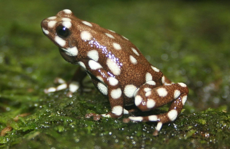 Top 10 Poisons Deadliest to Human and Other Creatures - EnkiVillage