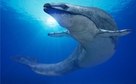 8 Prehistoric Animals That Were Ever Dominating the World - EnkiVillage