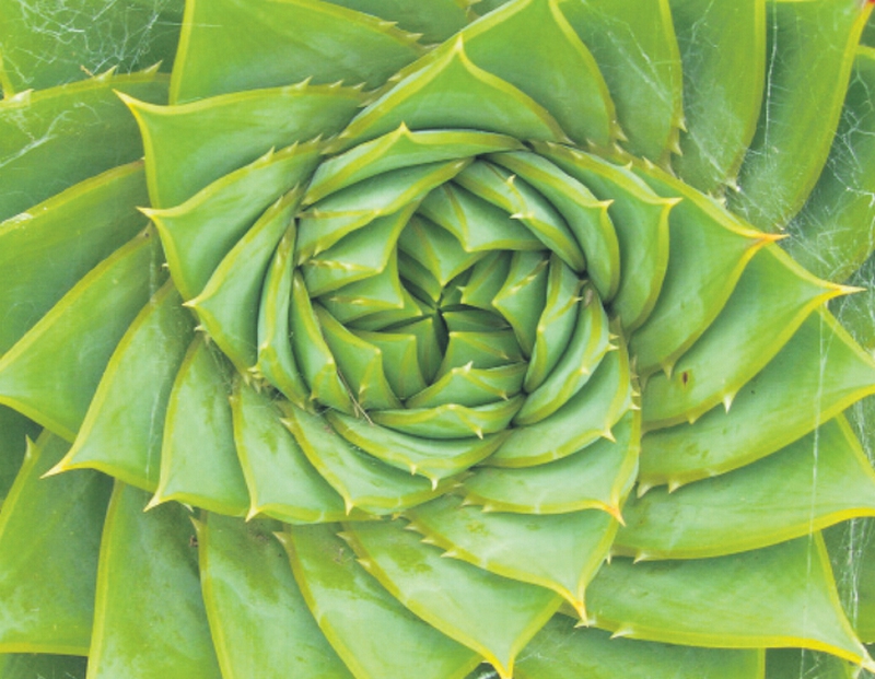 40 Pictures of Amazing Symmetry in Nature - EnkiVillage