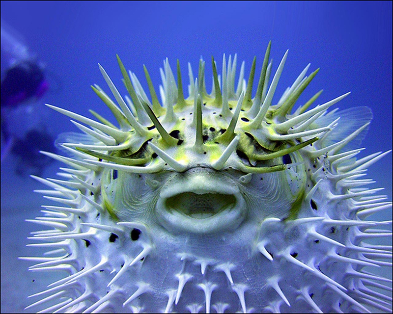 Top 10 Poisons Deadliest to Human and Other Creatures - EnkiVillage