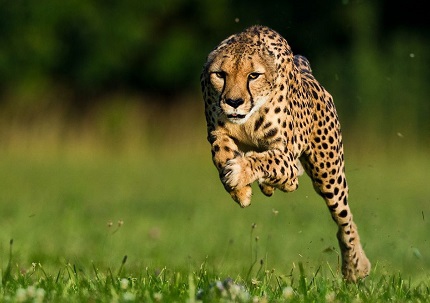 Don't miss the 8 Fastest Things in This Universe - EnkiVillage